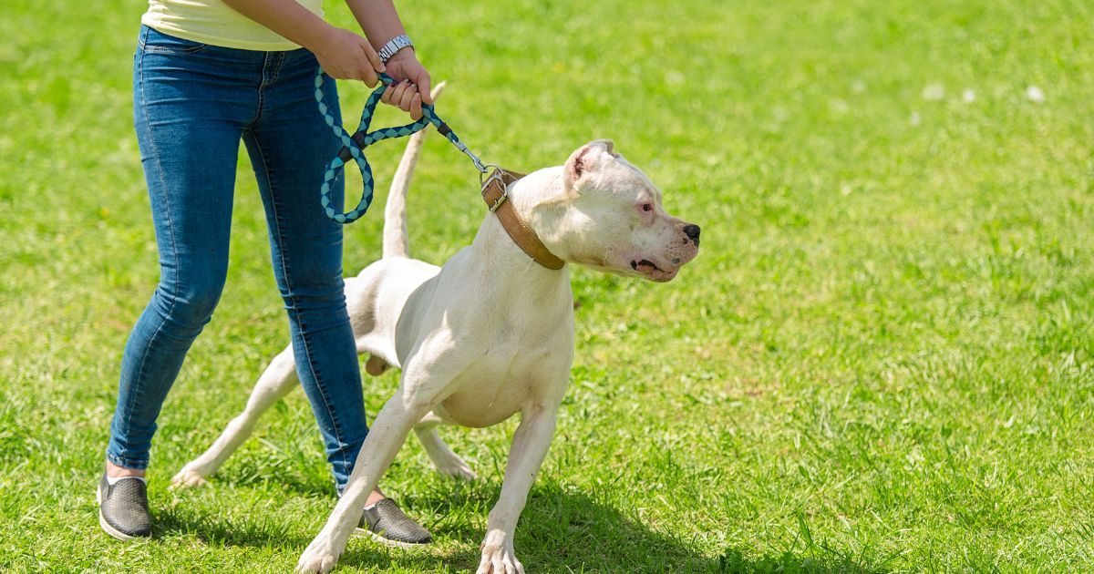 Dog Bite Levels Explained: How Injury Severity Impacts Cases